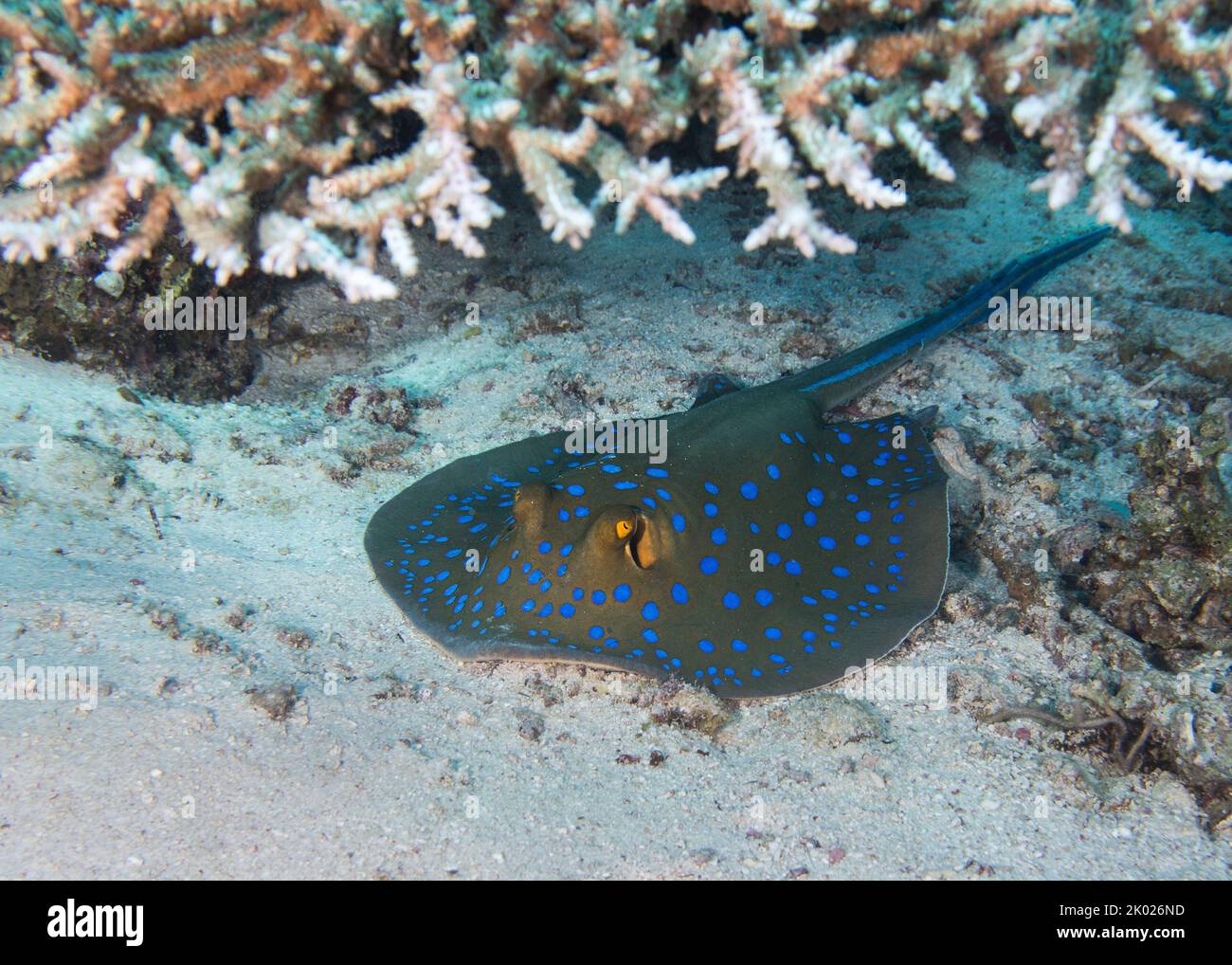 A Bluespotted stingray (Taeniura lymma) on the seafloor under a table ...