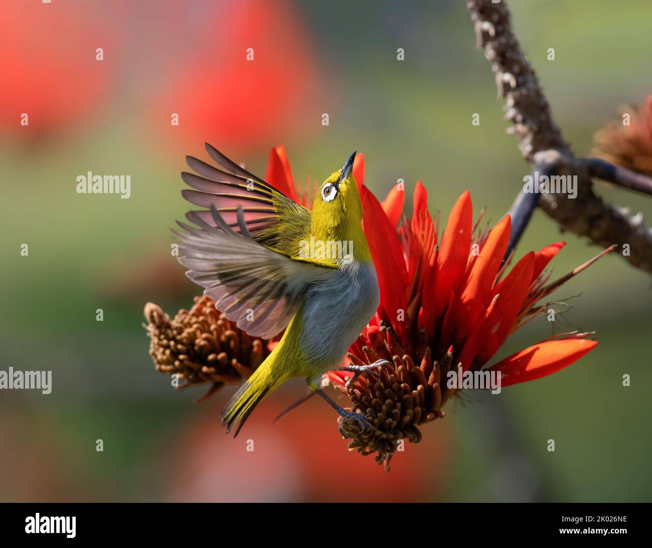 birds with flower Stock Photo - Alamy