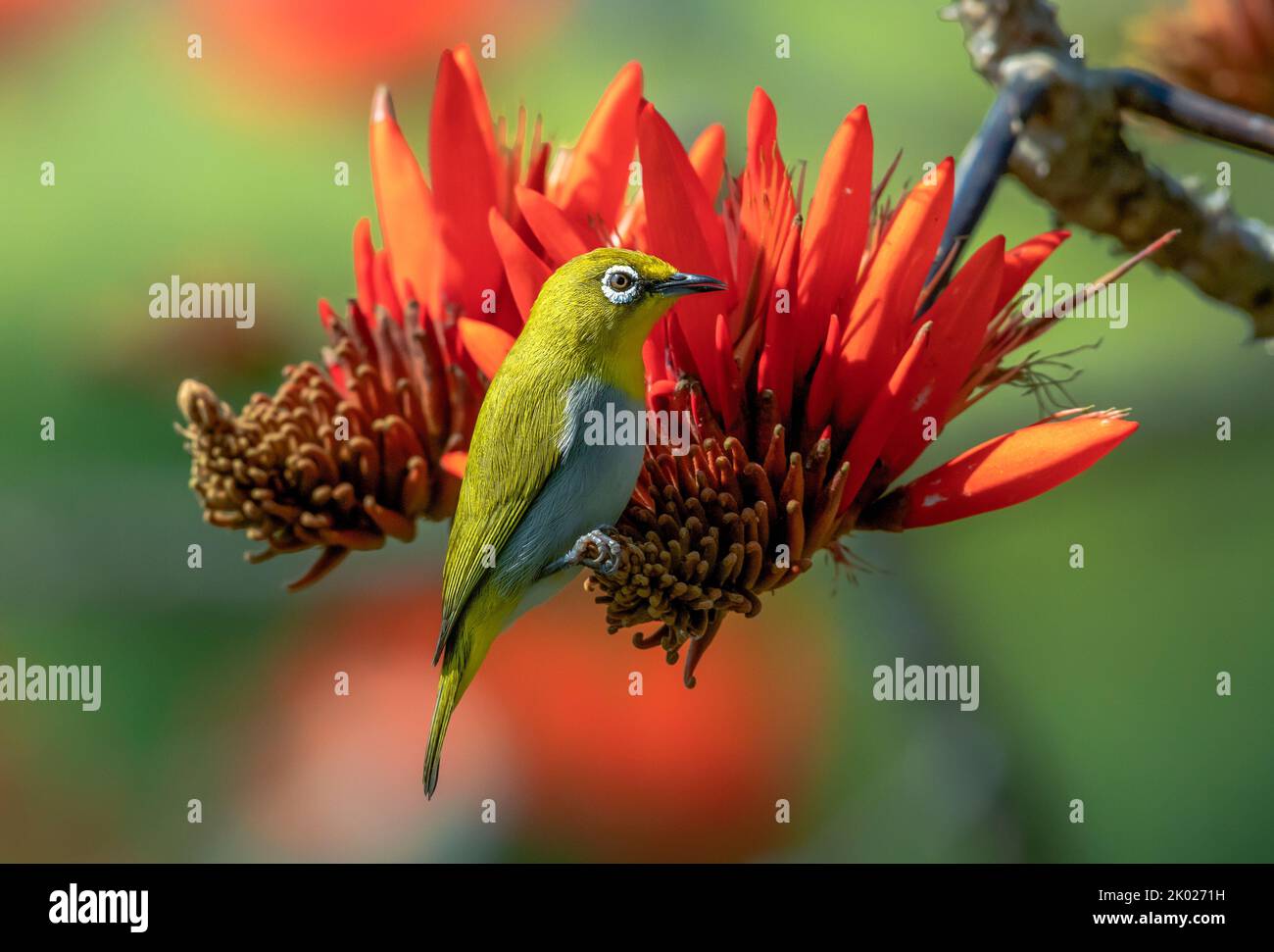 Birds With Flower Stock Photo - Alamy