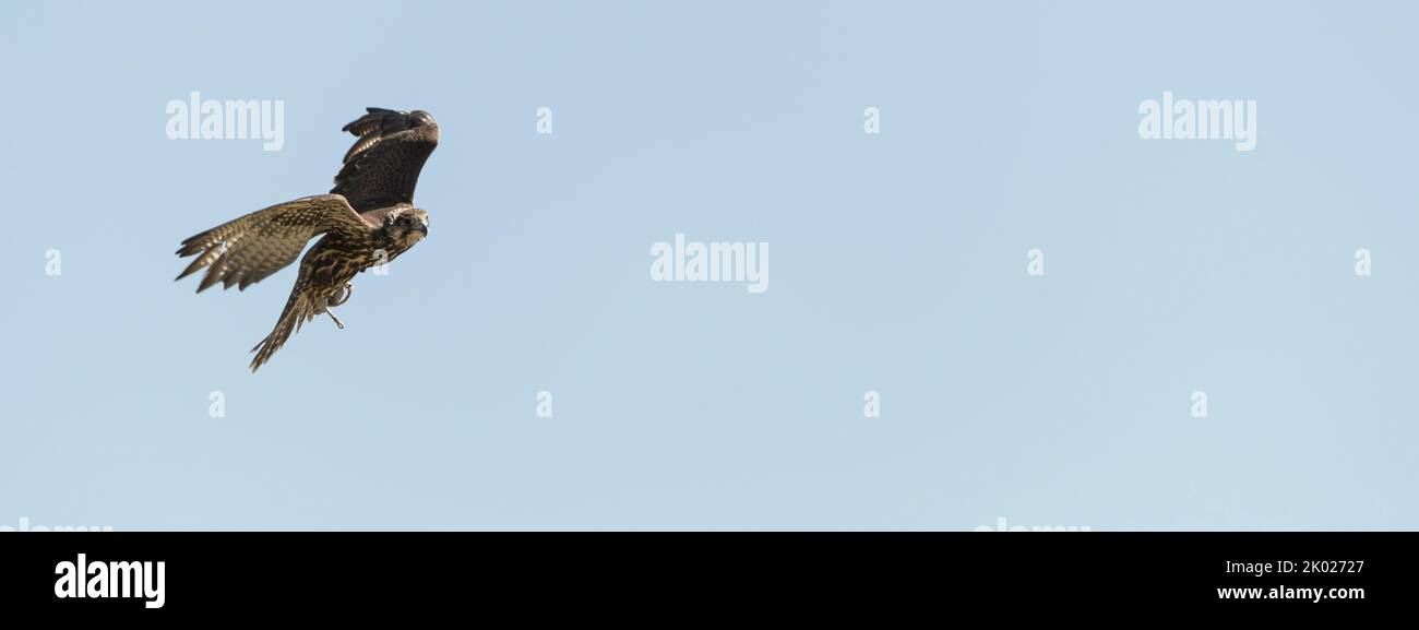 Saker falcon in flight during the Salburun falconry competitions on the ...
