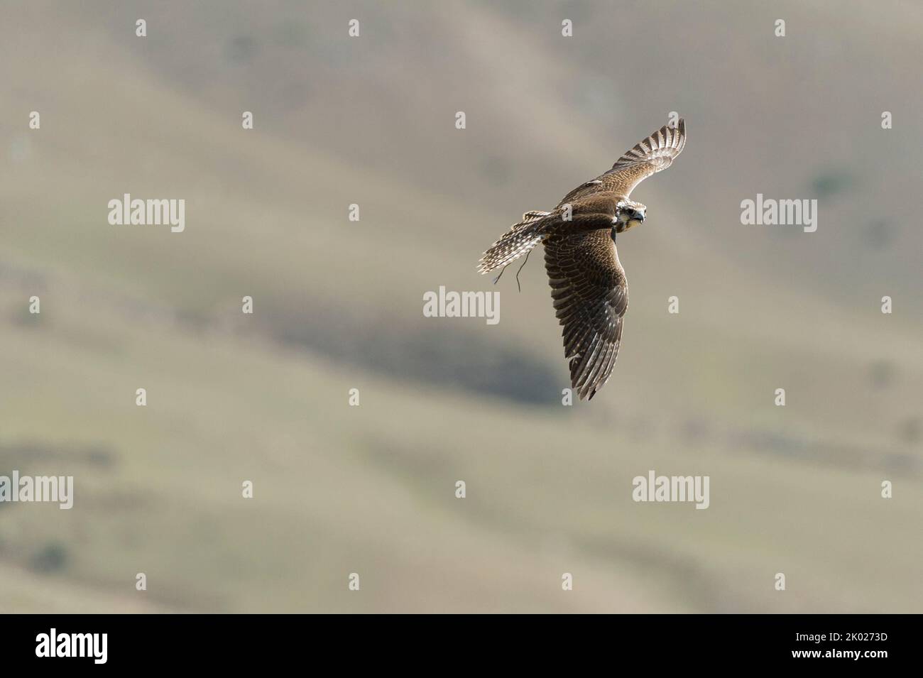 Saker falcon in flight during the Salburun falconry competitions on the ...