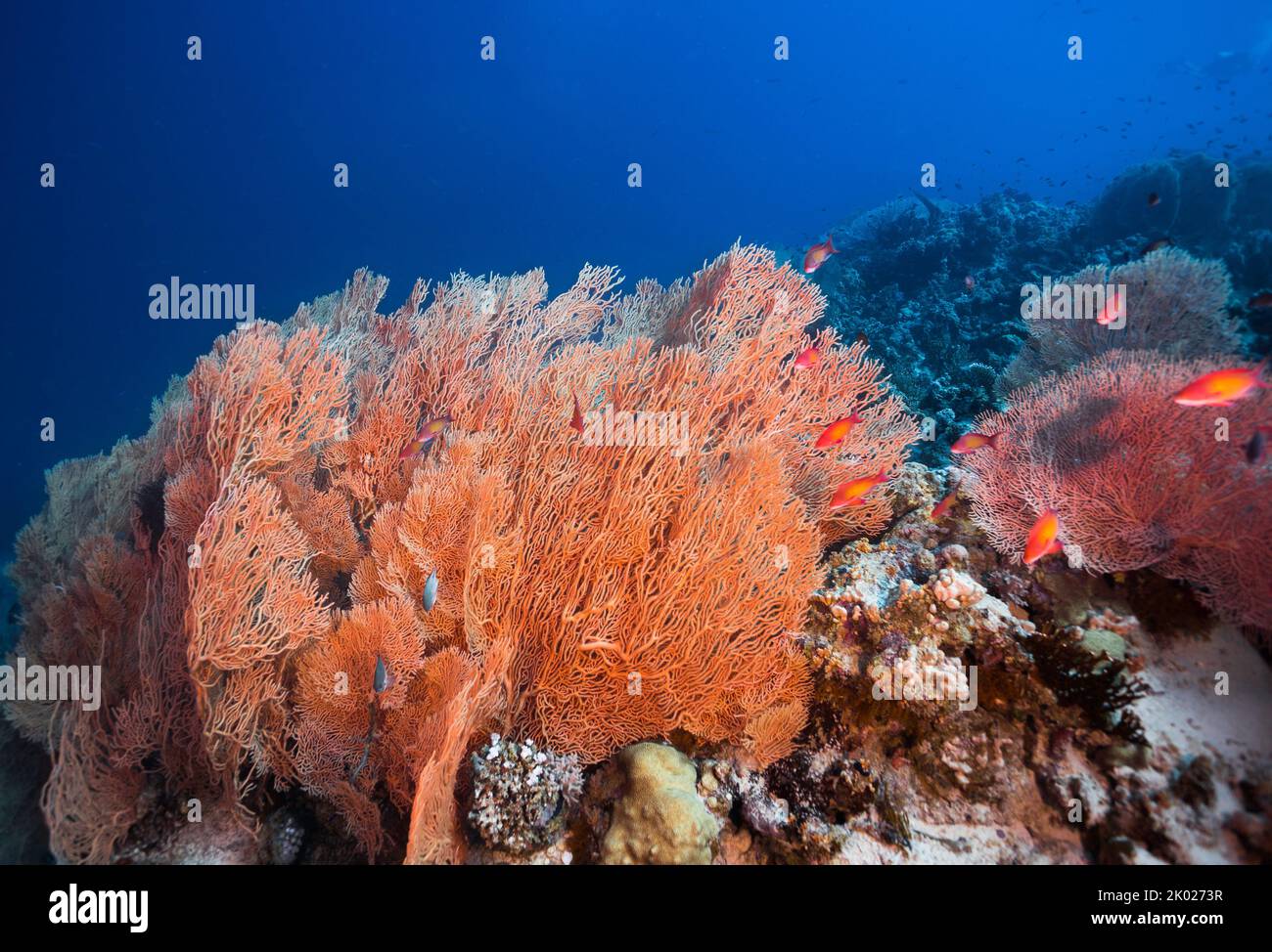 A bunch of Giant sea fans (Anella mollis) growing together on the reef ...