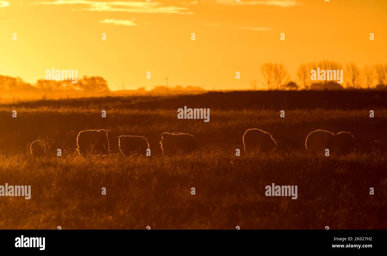 Sheep in the field.Sheep cattle work.La Pampa Argentina Stock Photo - Alamy