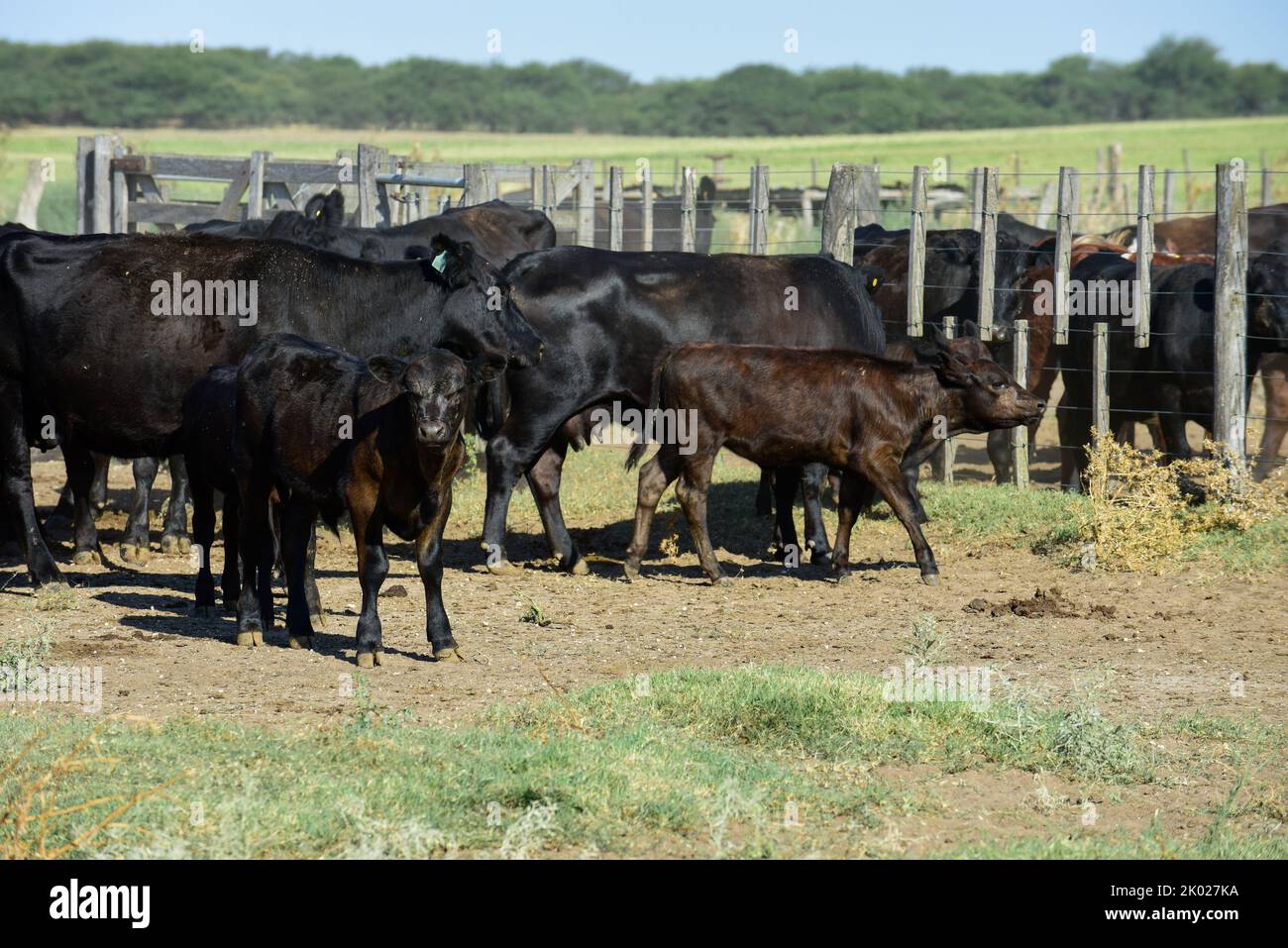 Cows raised with natural pastures, meat production in the Argentine ...