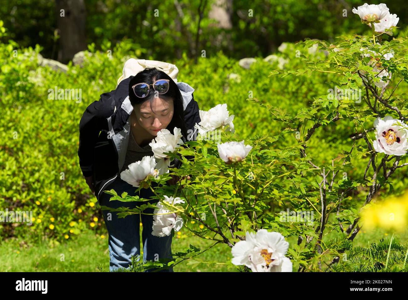 Woman smelling peonies flowers hi-res stock photography and images - Alamy