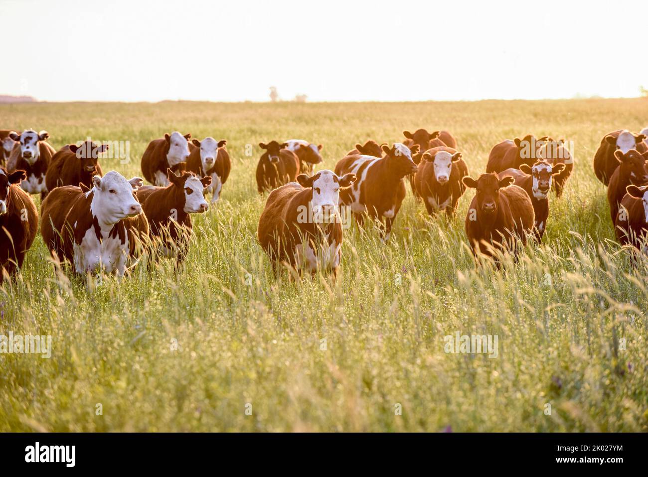 Cows raised with natural pastures, meat production in the Argentine ...