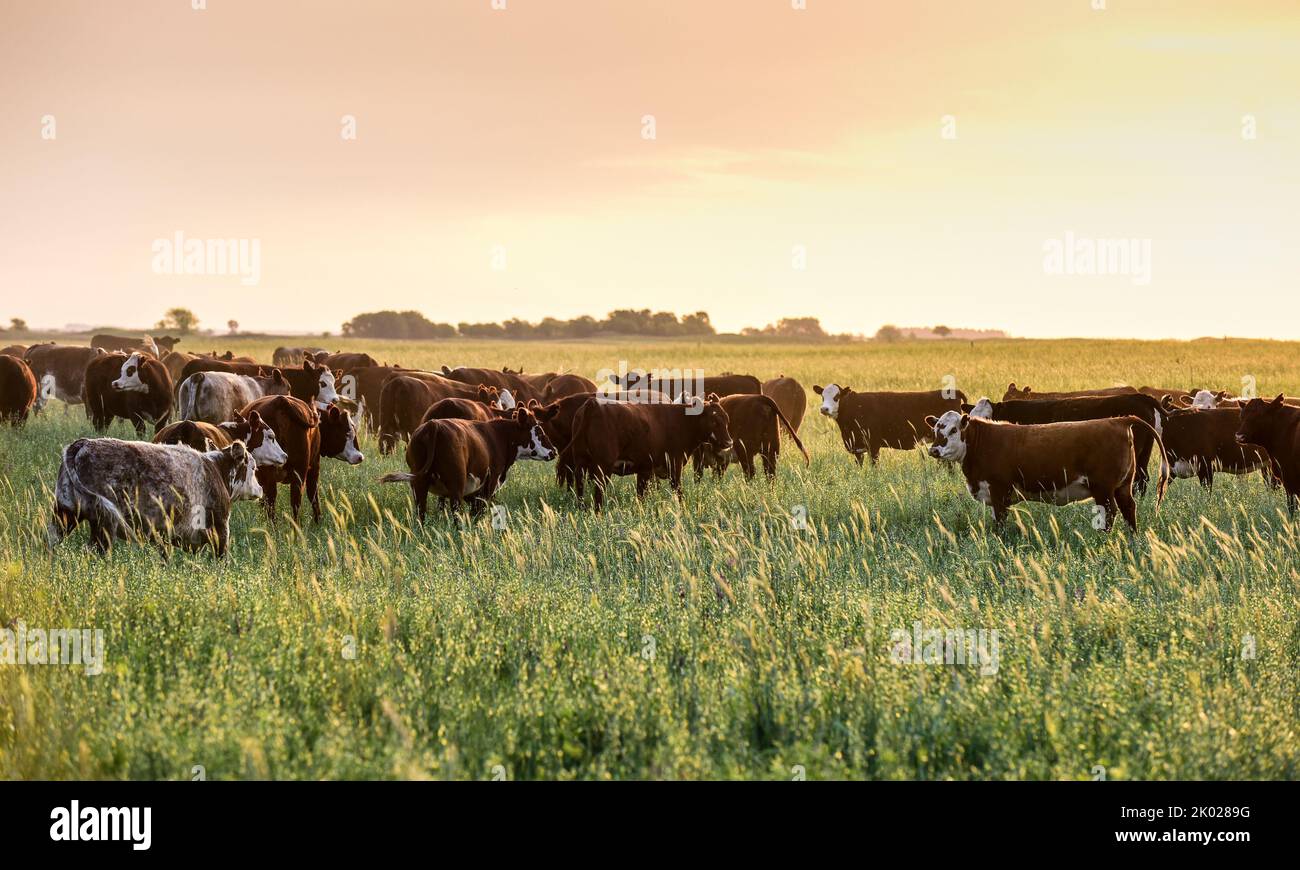 Cows raised with natural pastures, meat production in the Argentine ...