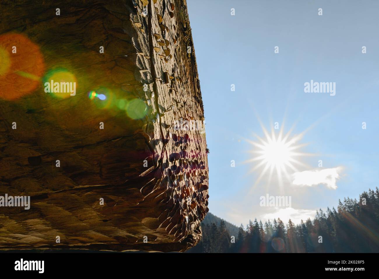 The bark of the tree is covered with coins on a background of the sun ...