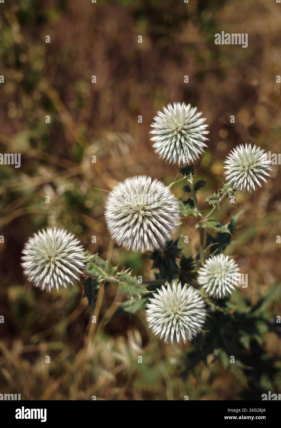 Echinops sphaerocephalus, echinops Stock Photo - Alamy