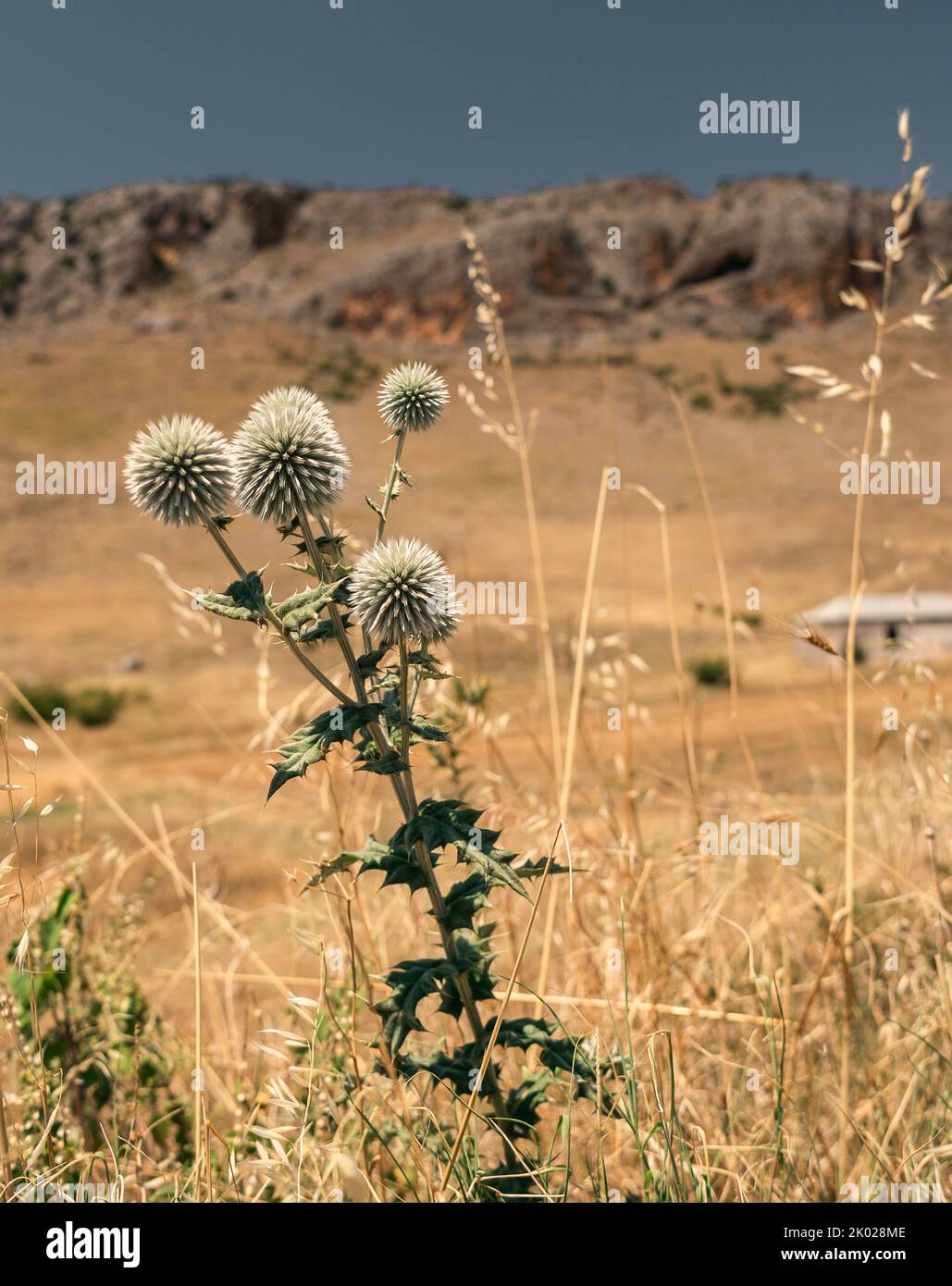 Spherical echinops hi-res stock photography and images - Alamy