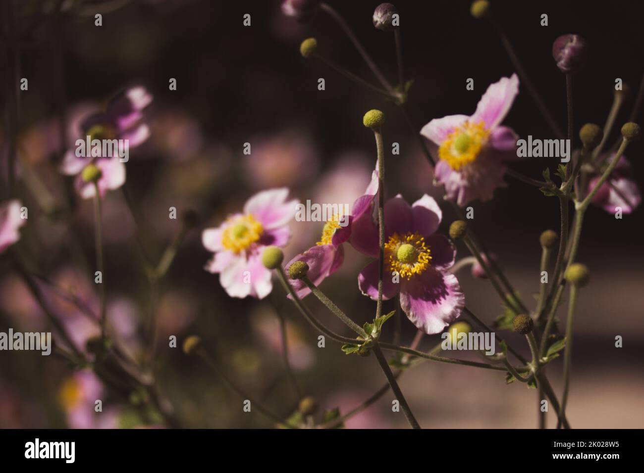Pink Japanese anemones on a green natural background. Growing hybrid ...