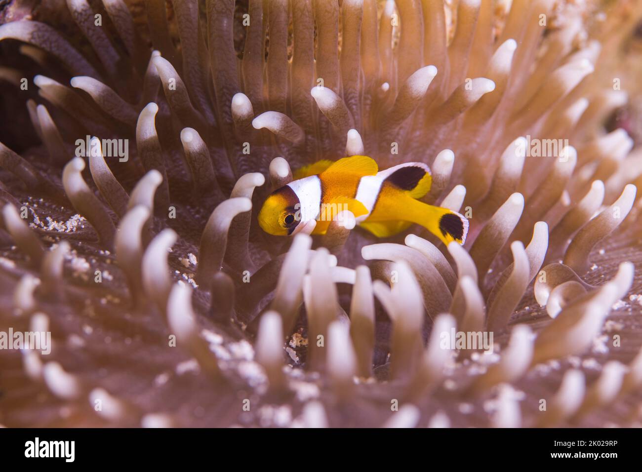 Baby Clown Fish