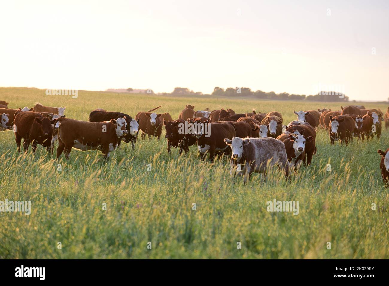 Cows raised with natural pastures, meat production in the Argentine ...