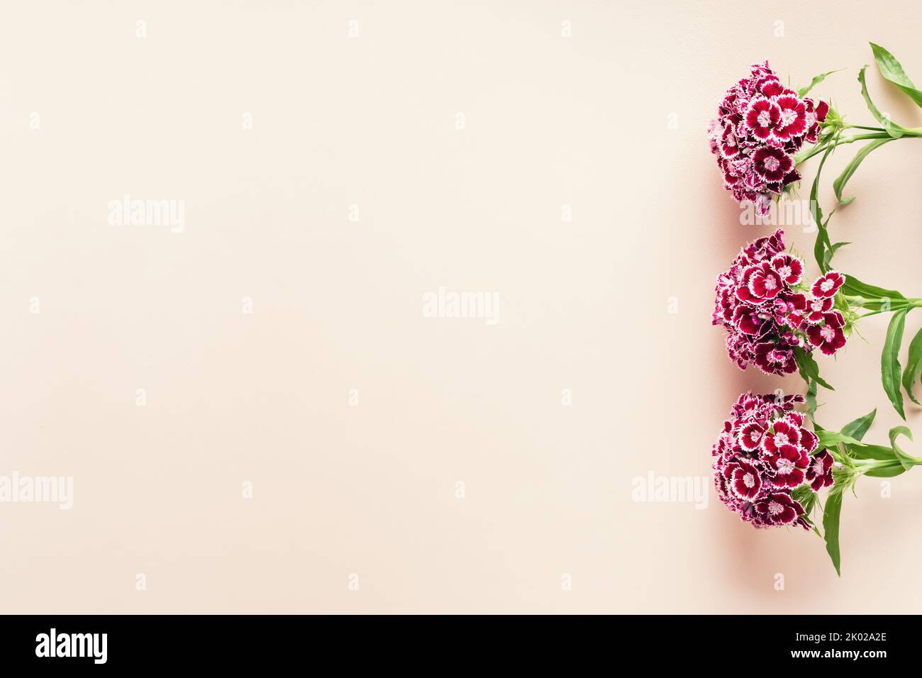 Sweet William carnations on a colored background. Dianthus barbatus ...