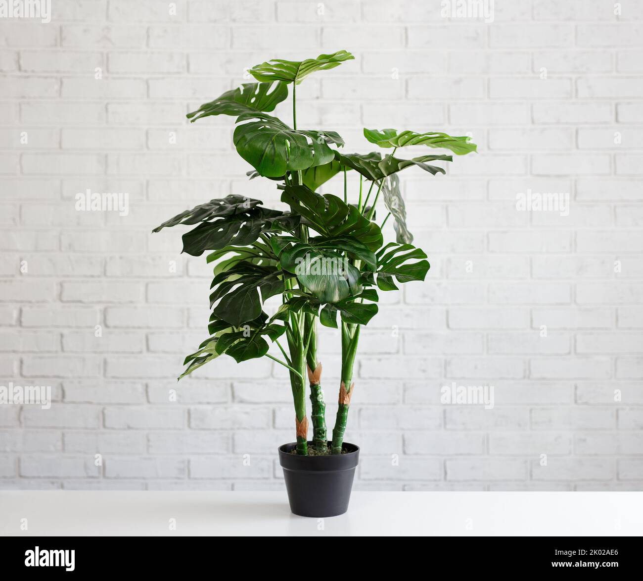 houseplant monstera in white pot over white brick wall background Stock ...