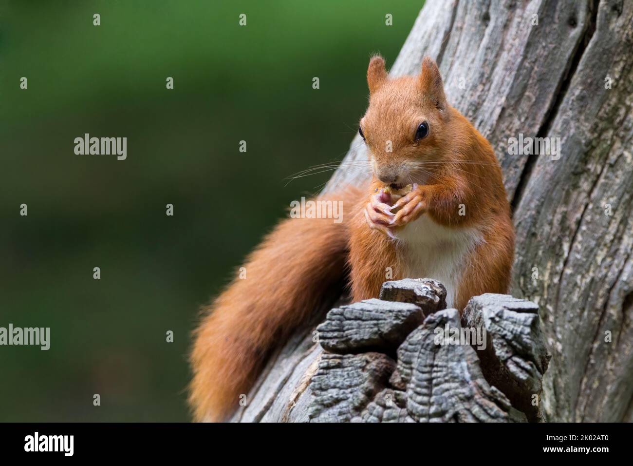 Red squirrel (sciurus vulgaris) bright chestnut fur with orange brown ...