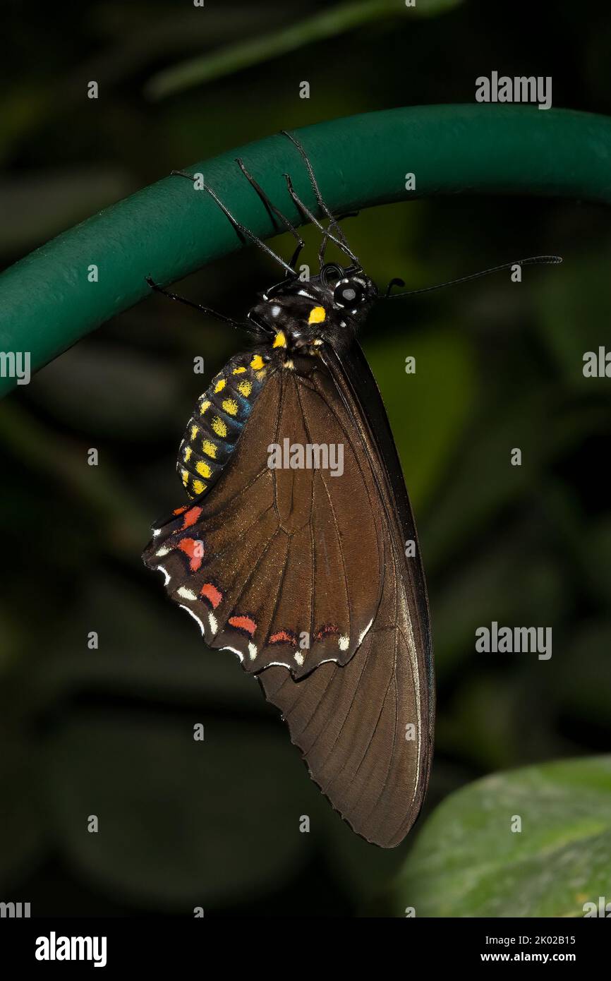 Batus swallowtail hi-res stock photography and images - Alamy