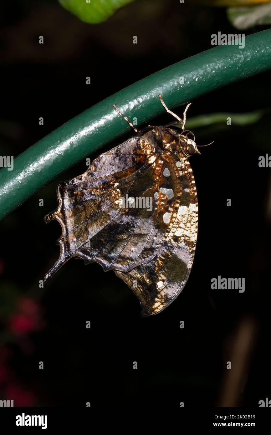 A Jazzy Leafwing butterfly with its wings folded, resting on a green ...