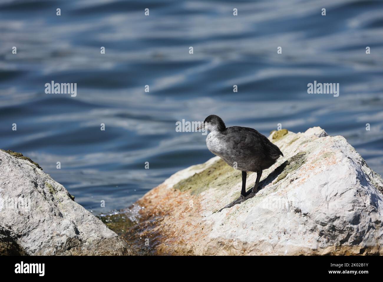 juvenile coot sitting on a rock near the water Stock Photo - Alamy