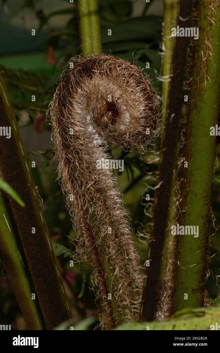 A close up image of a young branch of a giant fern in a tropical garden ...
