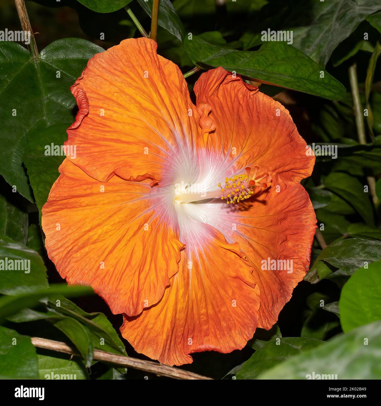 A close up image of an orange color hibiscus flower among green leaves ...