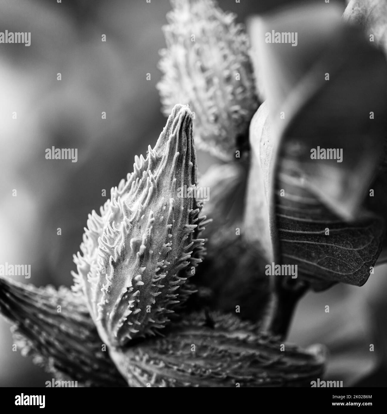 Selective focus on an unopened milkweed follicle seed pod in the fall ...