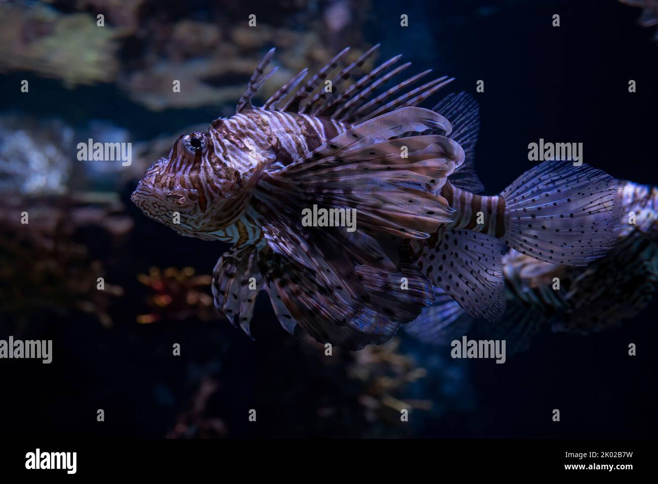 A lion fish swimming in an aquarium in Jerusalem, Israel. A selective ...