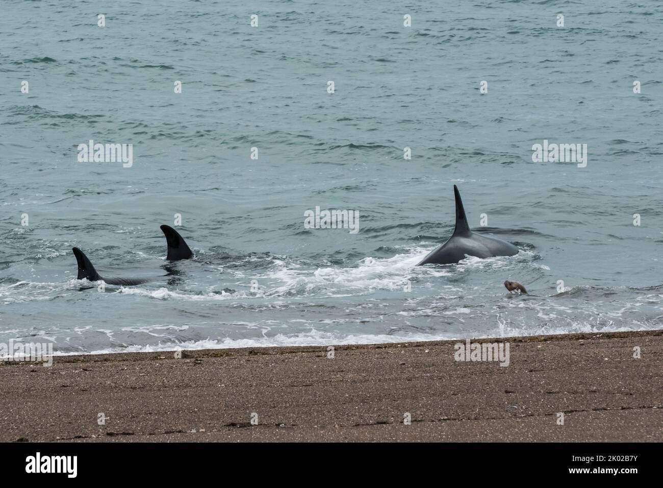 Killer whale hunting sea lions, Peninsula Valdes, Patagonia, Argentina ...