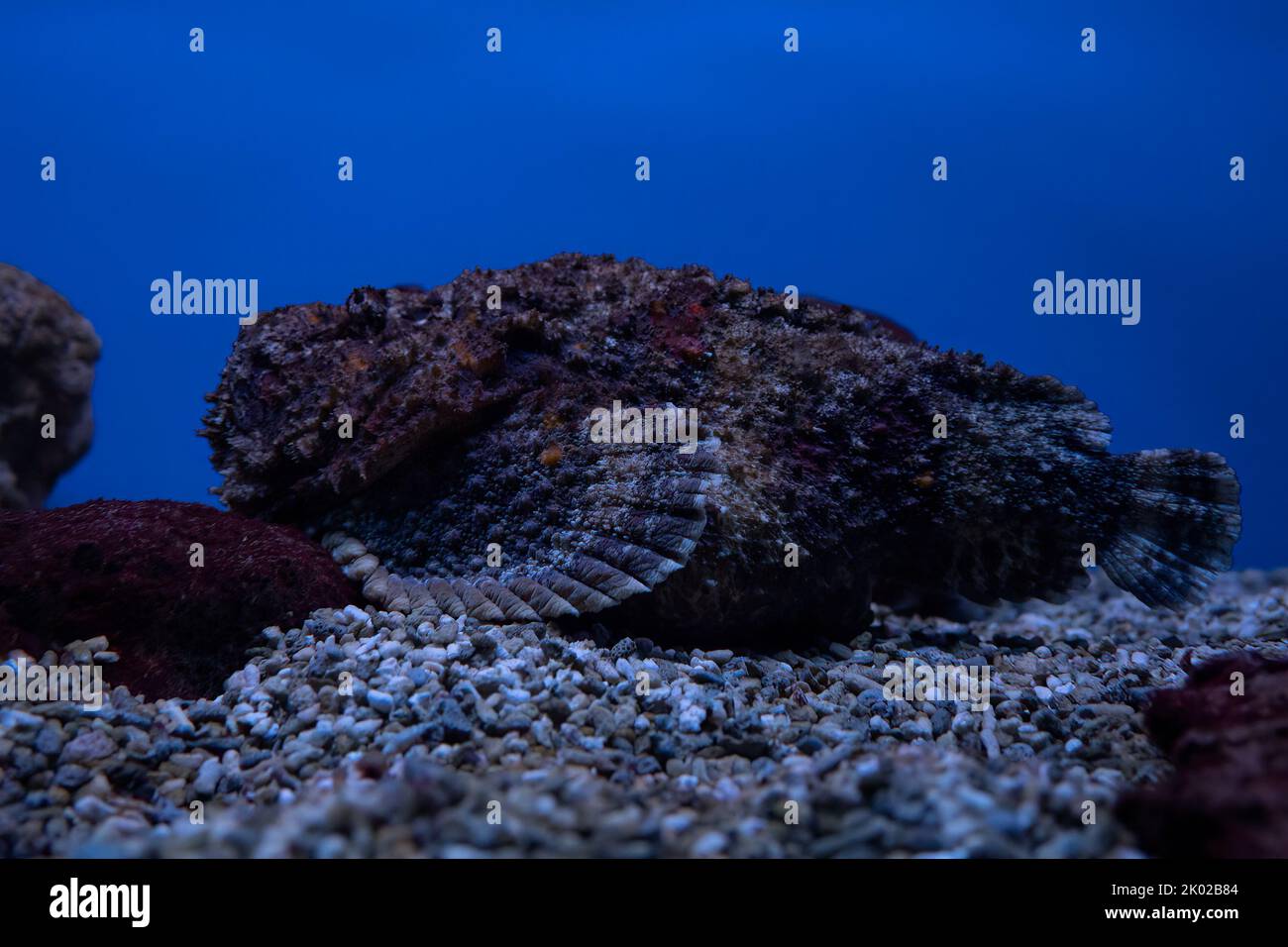 A stone fish camouflaged among rocks in an aquarium in Jerusalem ...