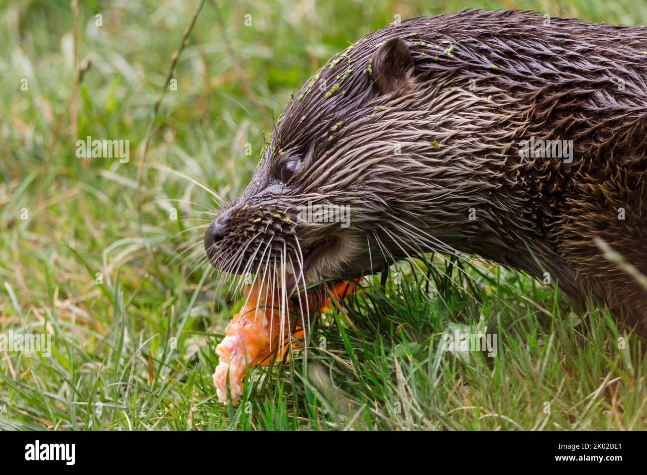 Otter (lutra lutra) captive breeding programme, brown fur paler ...