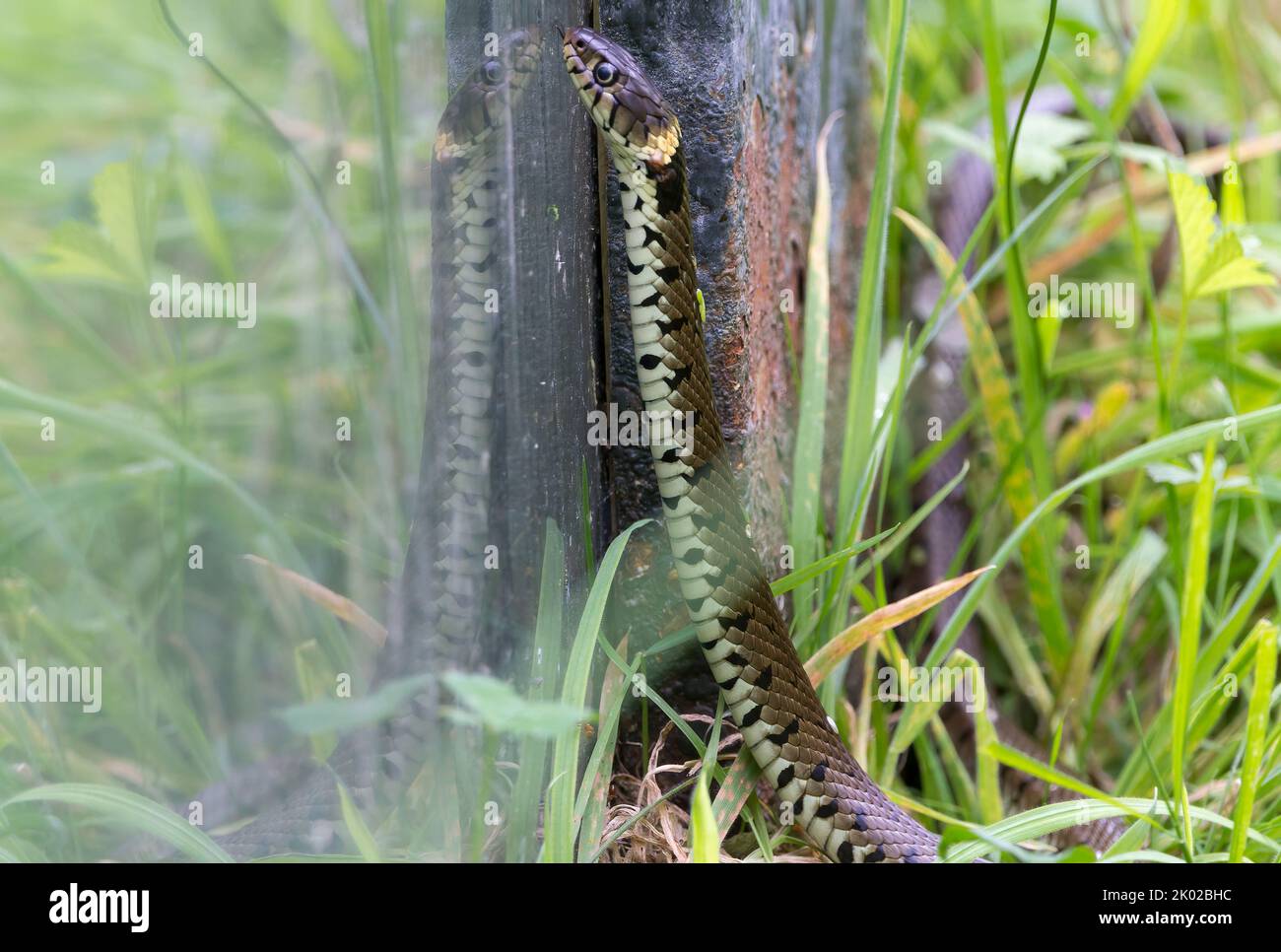 Dark markings along flanks hi-res stock photography and images - Alamy