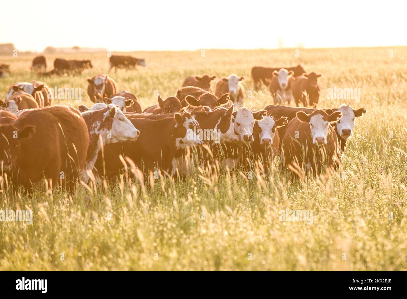 Cows raised with natural pastures, meat production in the Argentine ...