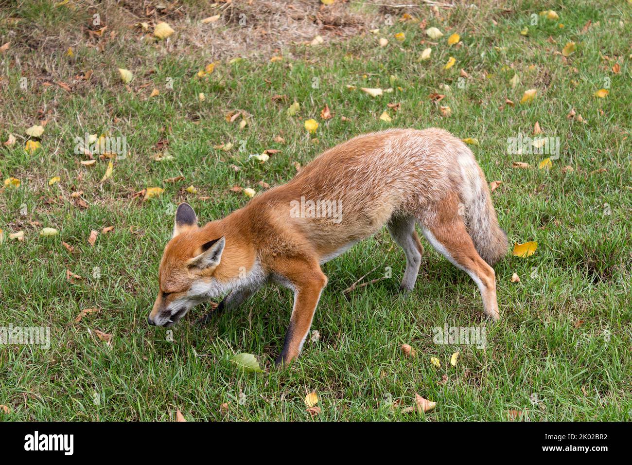Red fox bushy tail hi-res stock photography and images - Alamy