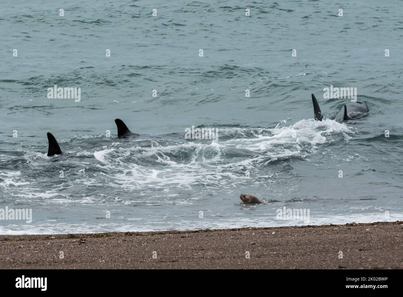 Killer whale hunting sea lions, Peninsula Valdes, Patagonia, Argentina ...