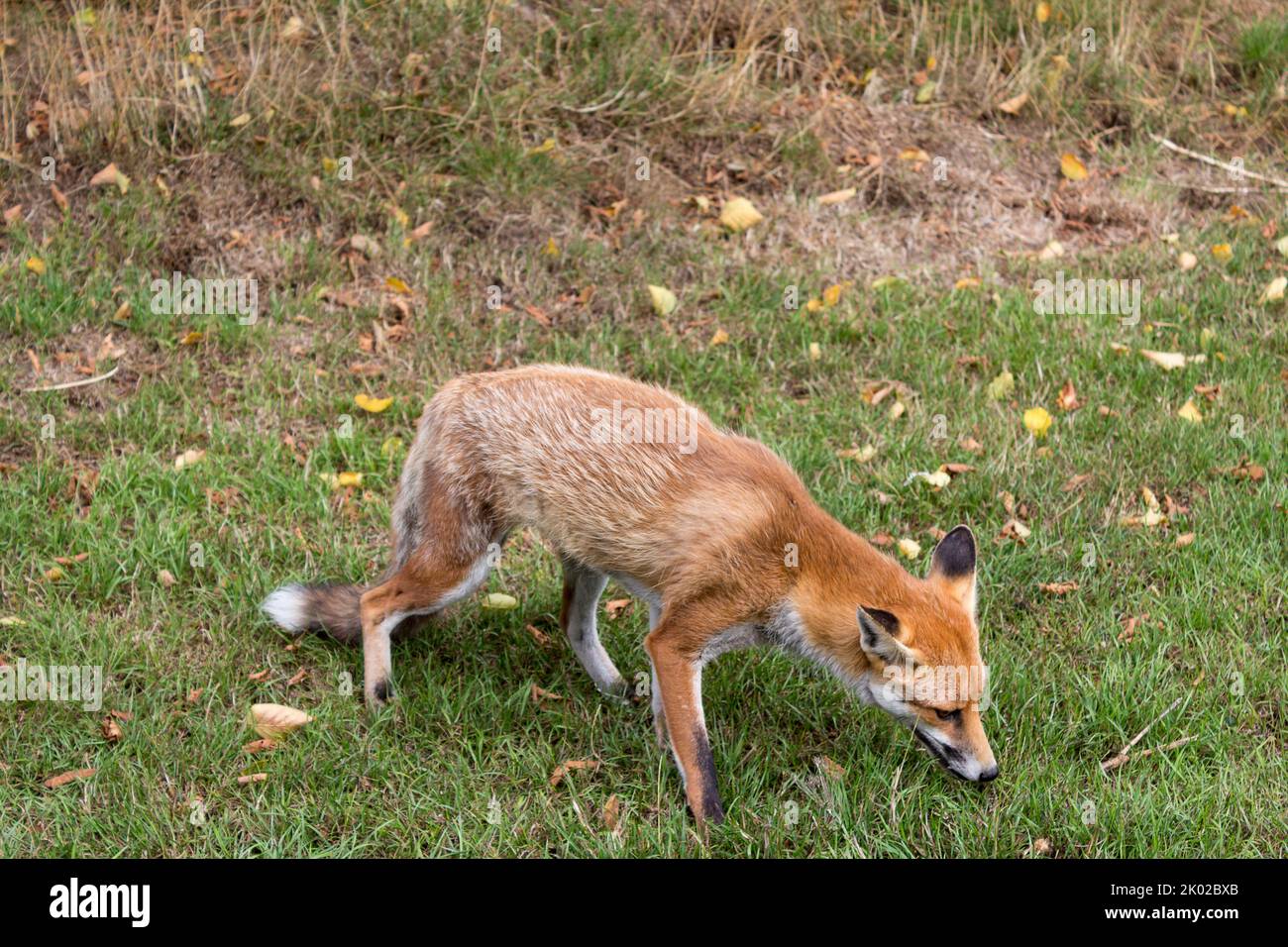 Fox (vulpes vulpes) orange red fur bushy white tiped tail, black lower ...