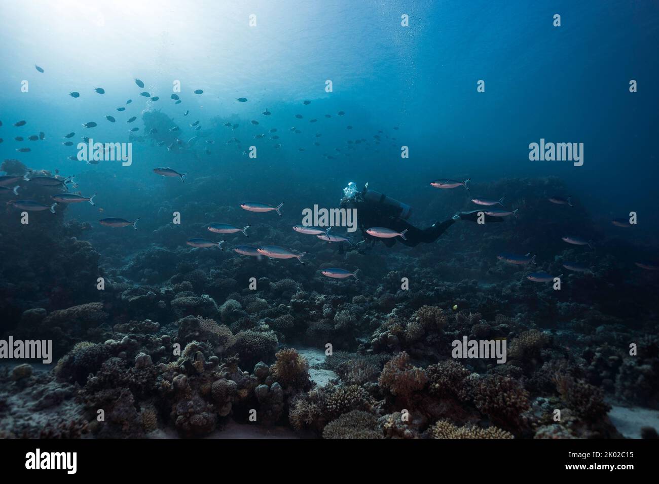 A serene underwater seascape of a scuba diver swimming over the reef ...