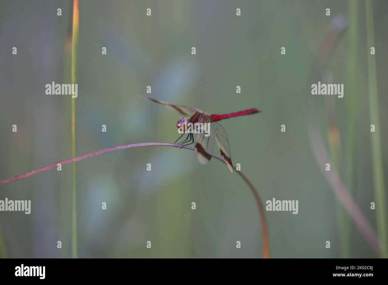 Banded darter dragonfly sitting in the grass in a swamp in summer Stock ...