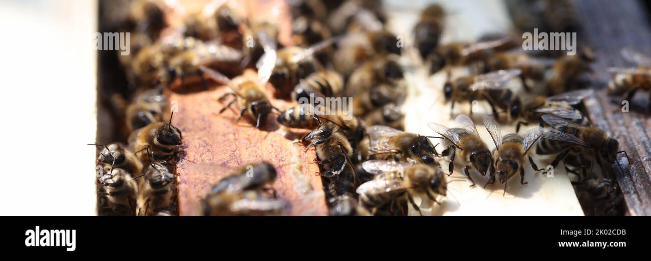 Bee farm in the apiary collects pollen closeup Stock Photo - Alamy
