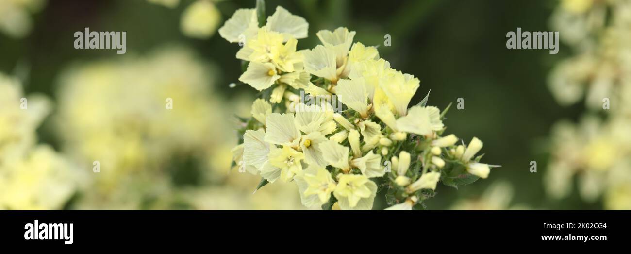 White beautiful statice flowers growing in garden closeup Stock Photo ...