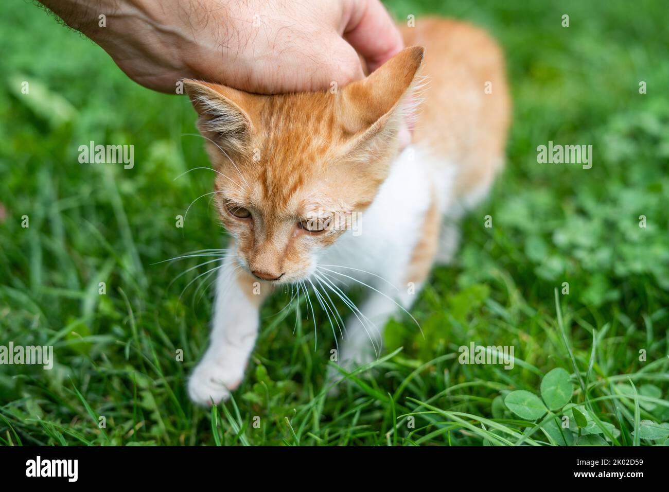 Cuddle a small ginger cat with hand Stock Photo - Alamy