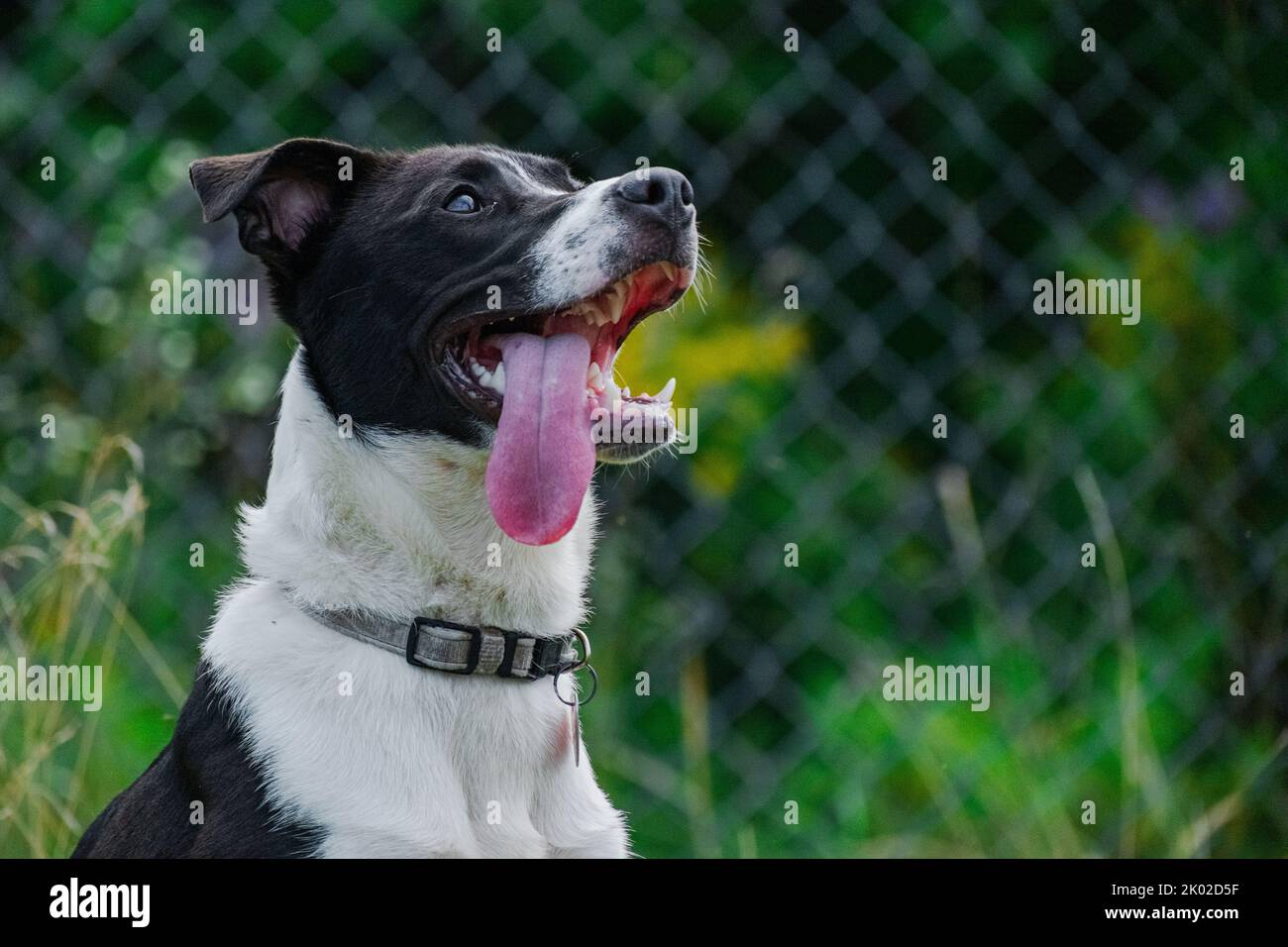 Cardi was up for adoption at Animatch Dog Adoption Services Stock Photo ...