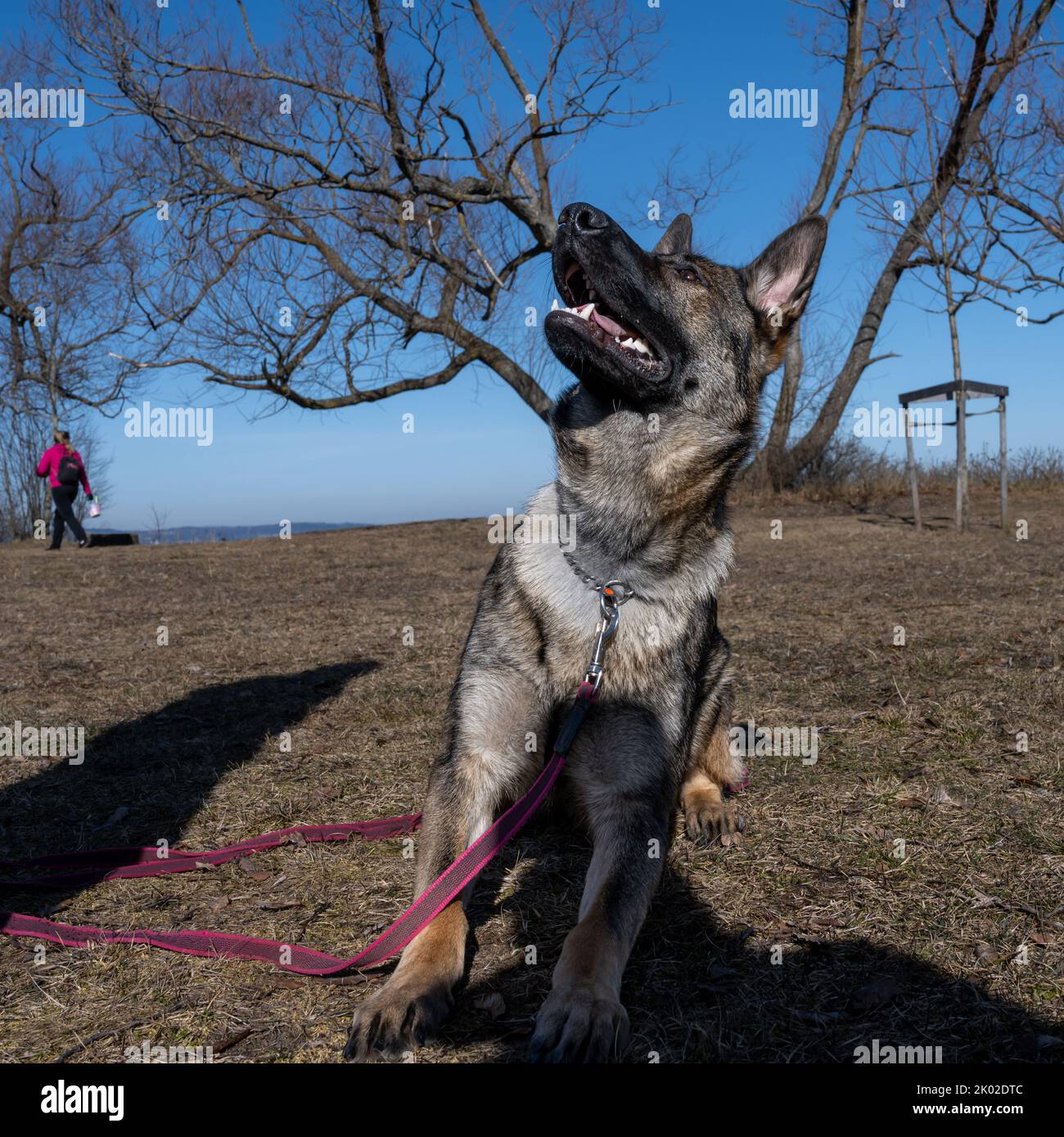 A young happy German Shepherd plays tug with a ball. Sable colored ...