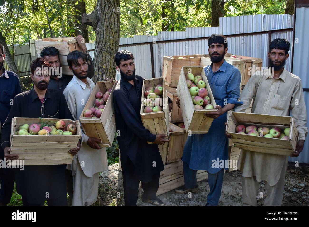Laborers carry boxes of apples at an orchard during harvesting season ...