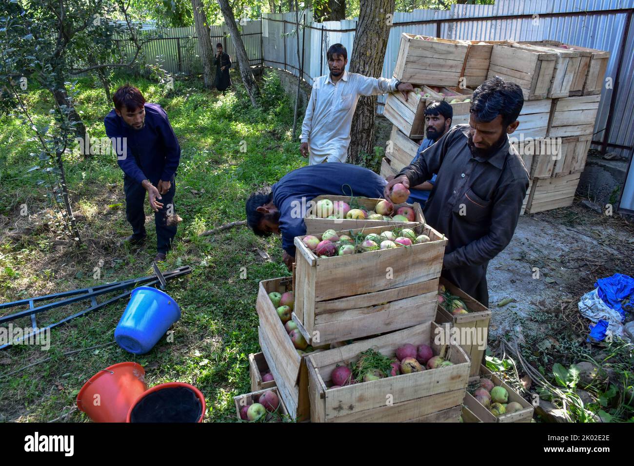 Laborers sort boxes of apples at an orchard during harvesting season on ...