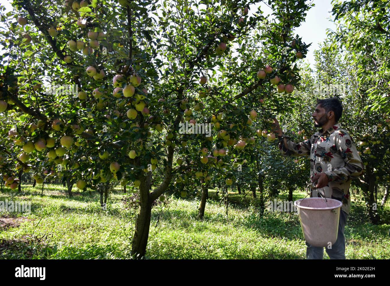 Apple Season In Srinagar at David Velasquez blog