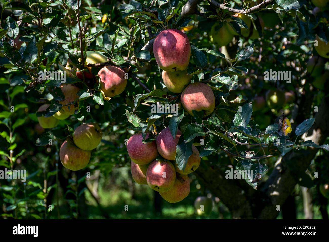 Apple Season In Srinagar at David Velasquez blog