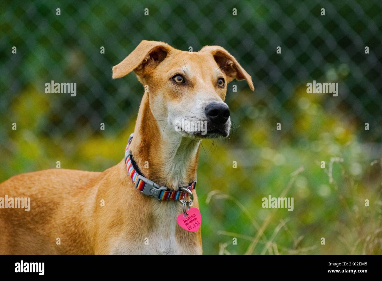 Violet and Cooper were up for adoption at Animatch Dog Adoption Services Stock Photo - Alamy