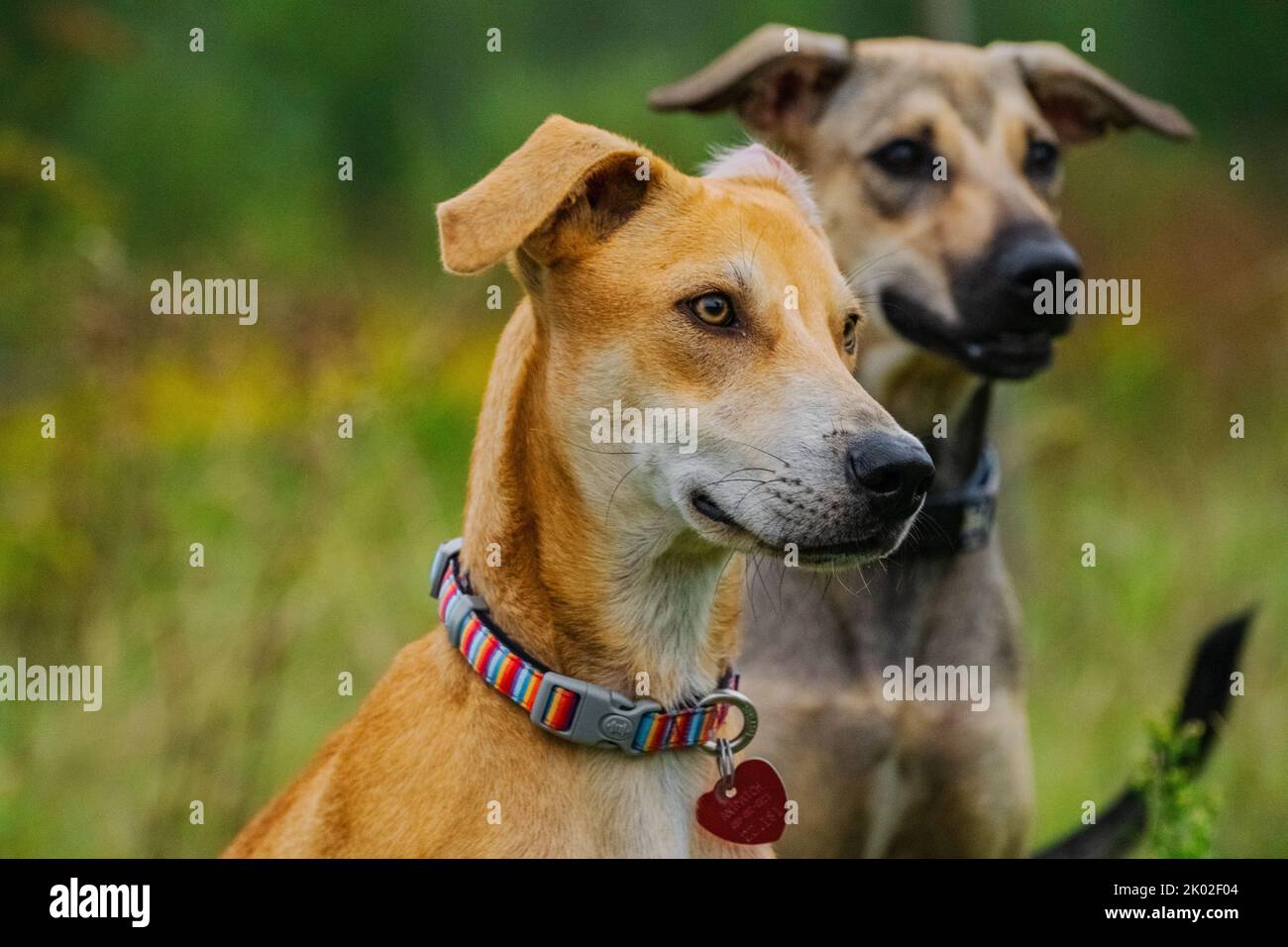 Violet and Cooper were up for adoption at Animatch Dog Adoption ...