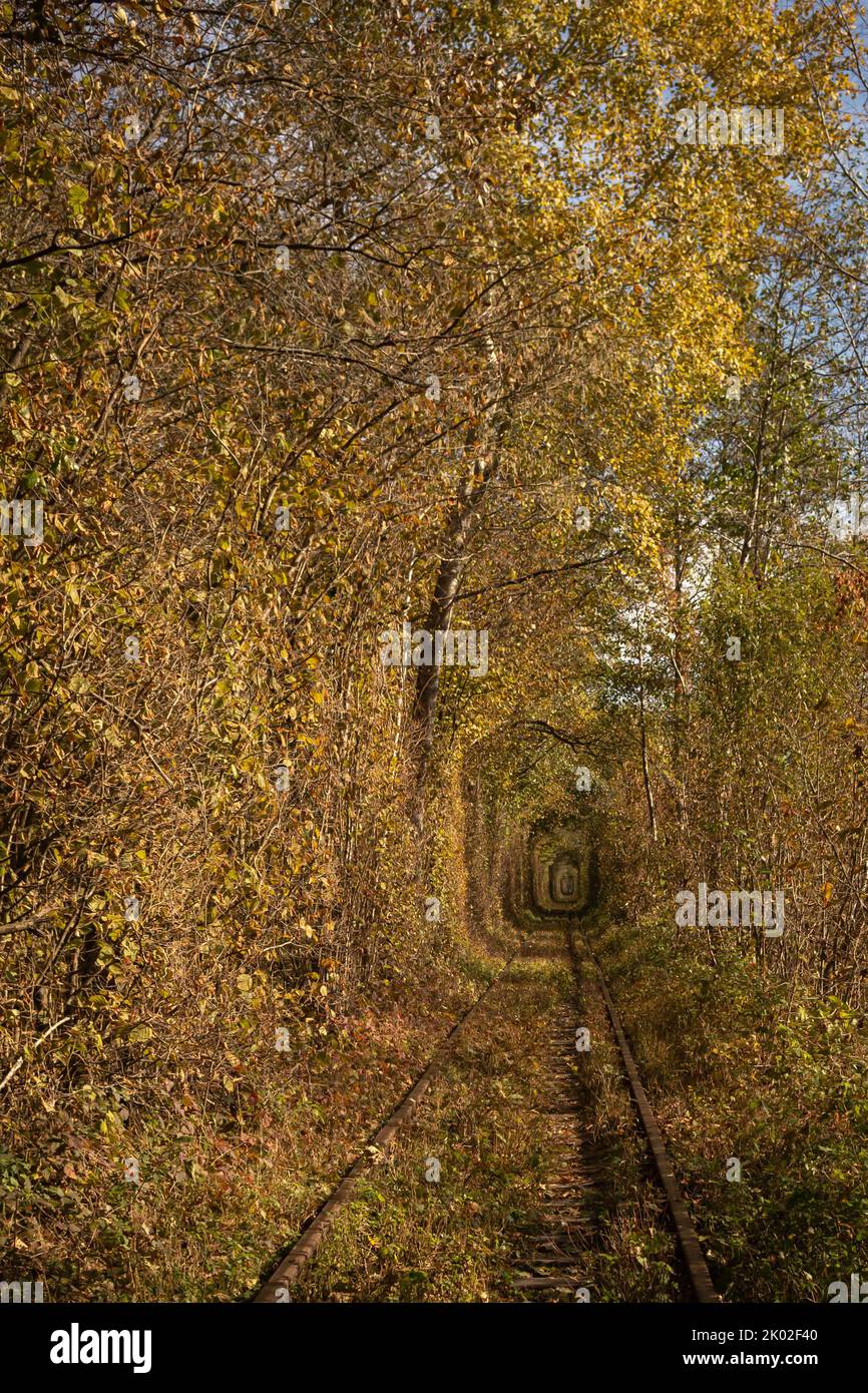 Tunnel of love from the arch of trees in Ukraine. Tunnel of love. Arch ...