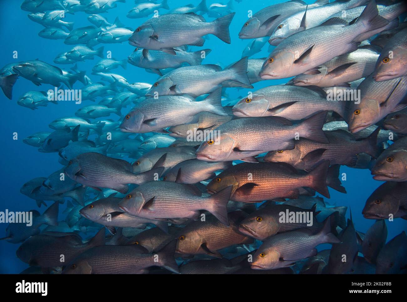 Red snapper fish swimming hi-res stock photography and images - Alamy